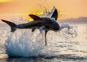 Strategize Like A Shark | Strategic Thinking Institute